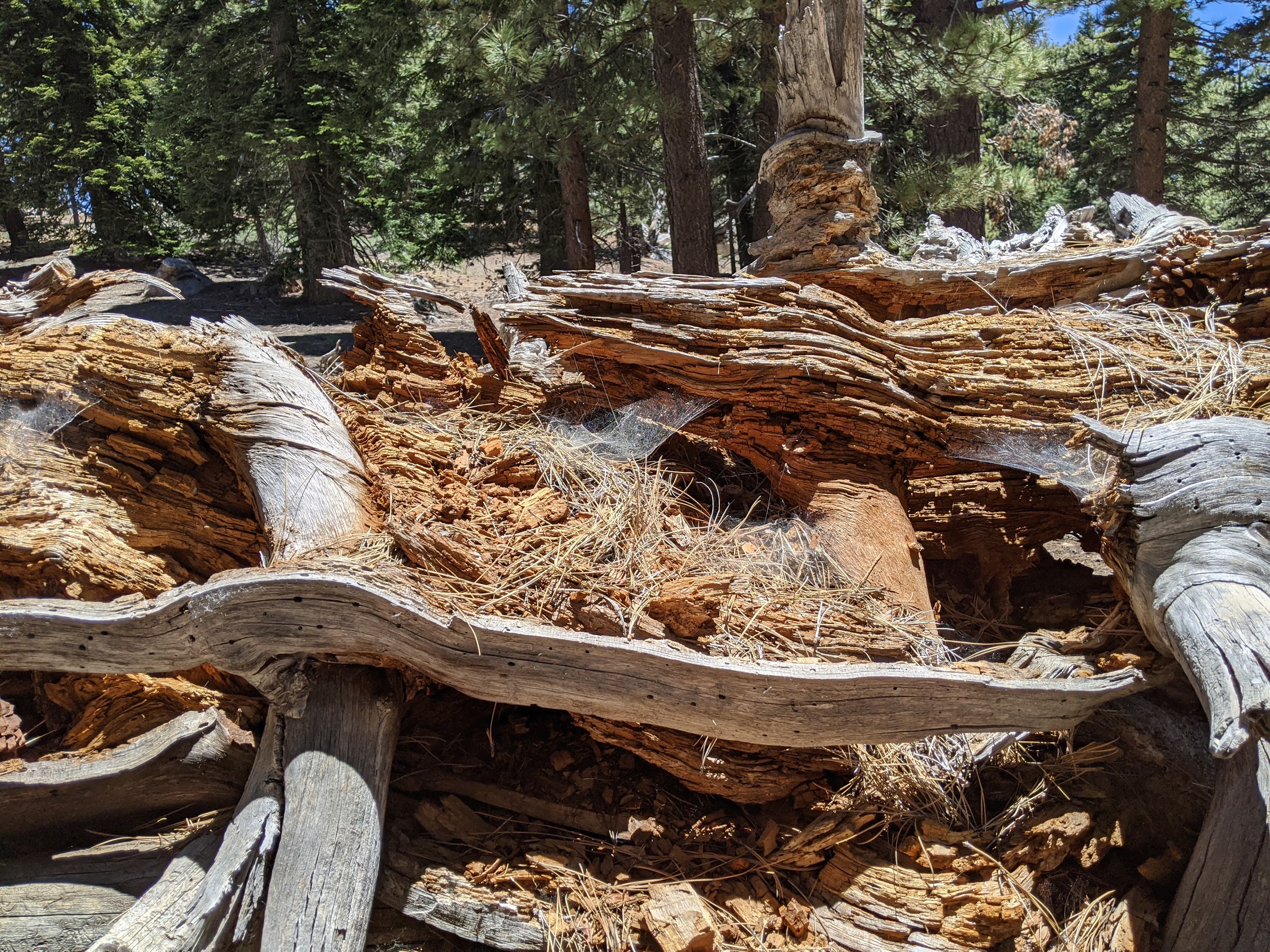 Observing Closed Loops in Nature - Hilltop Education Connections