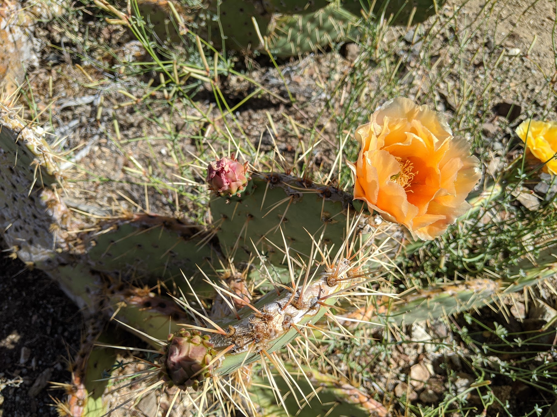 How Healthy and How Mature: Observing Plants up Close and Personal ...